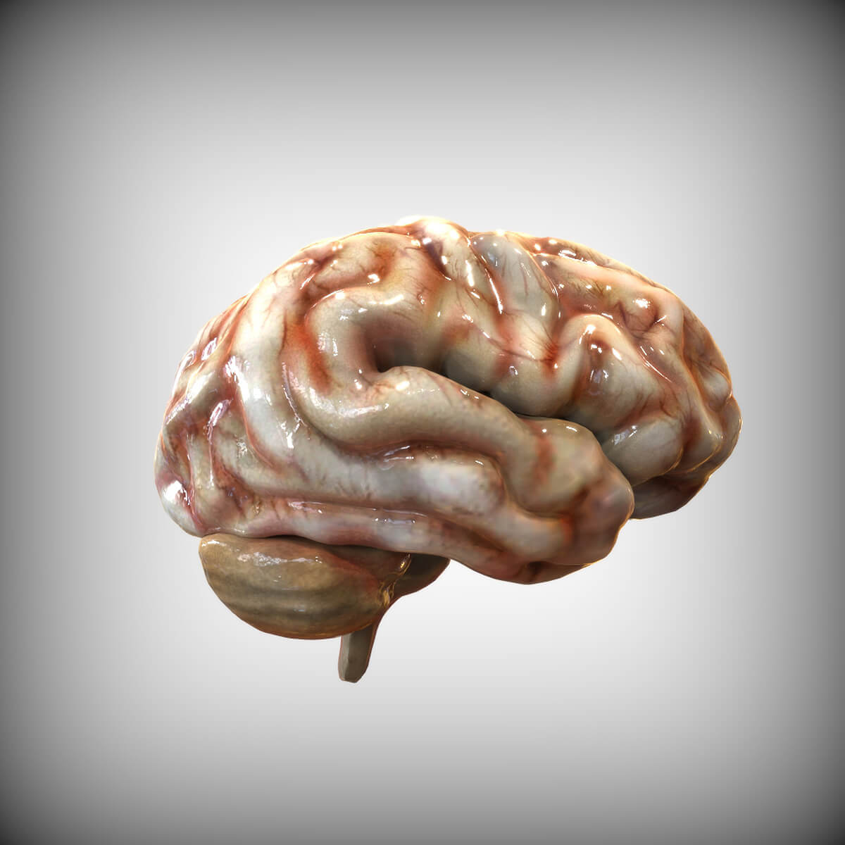 Human Brain 3D Model by AzulUtak