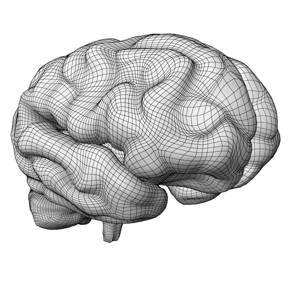 Human Brain 3D Model by AzulUtak