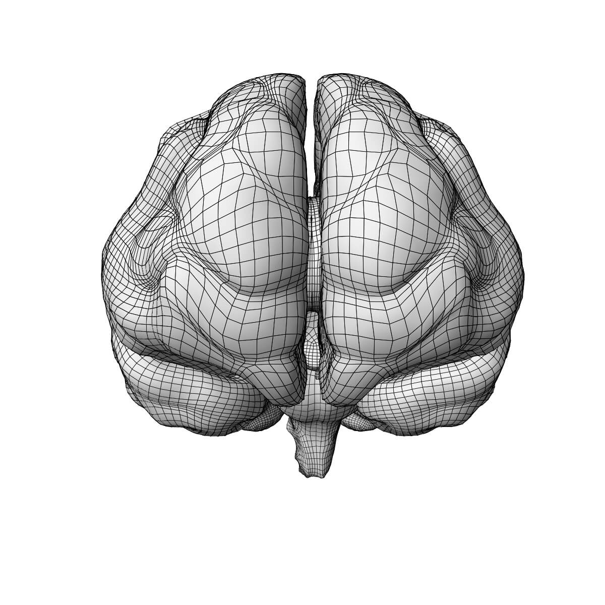 Human Brain 3D Model by AzulUtak