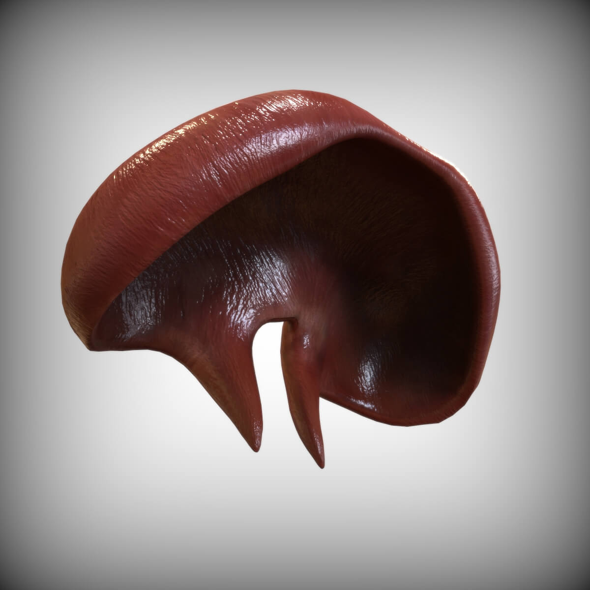 Human Diaphragm - 3D Model by AzulUtak