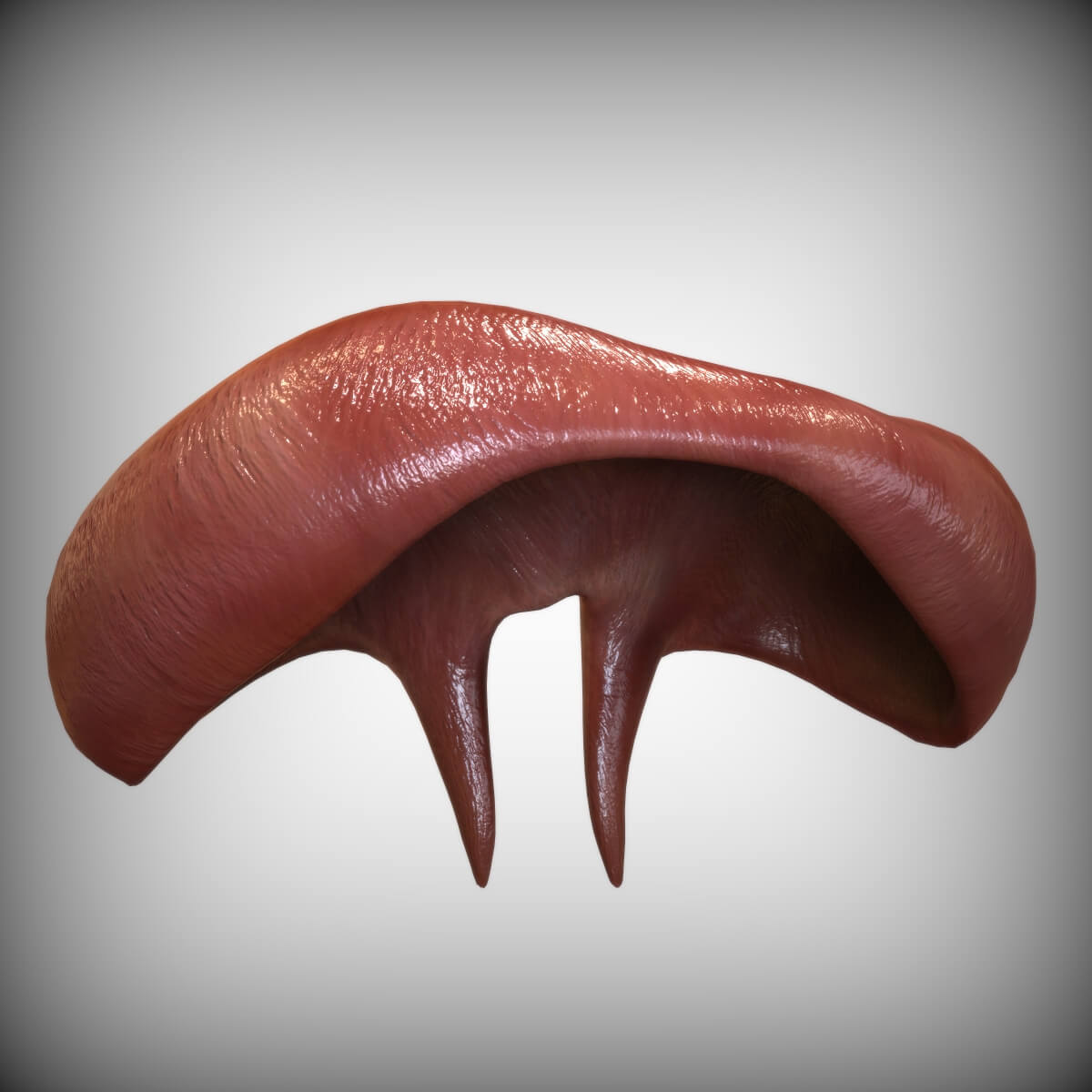 Human Diaphragm - 3D Model by AzulUtak