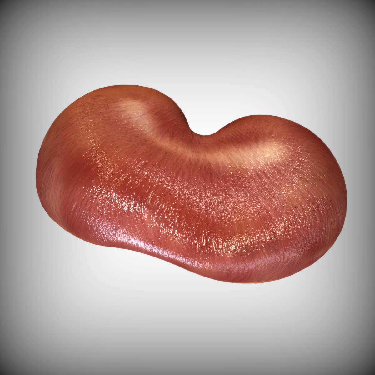 Human Diaphragm - 3D Model by AzulUtak