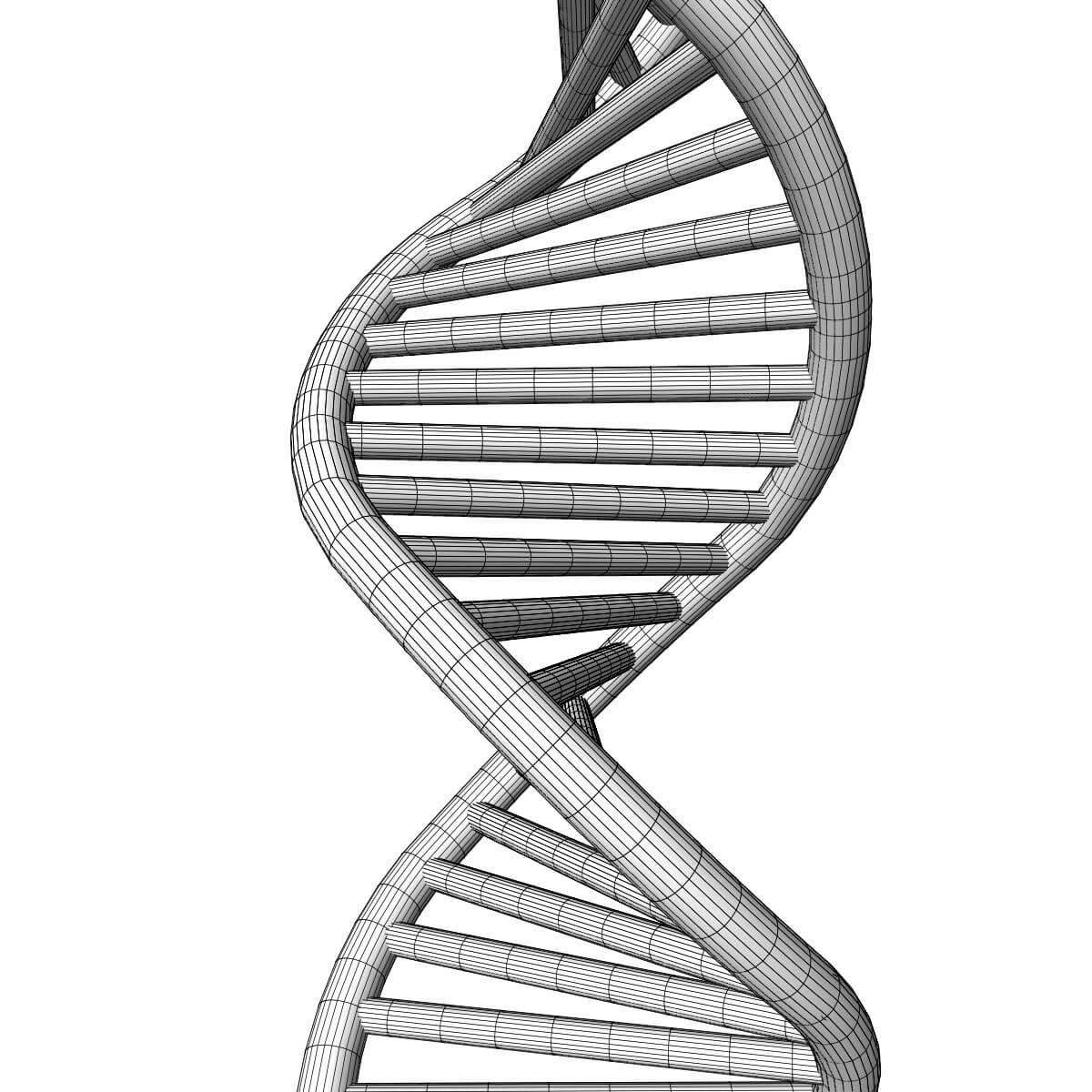 Human DNA Strands - 3D Model by AzulUtak