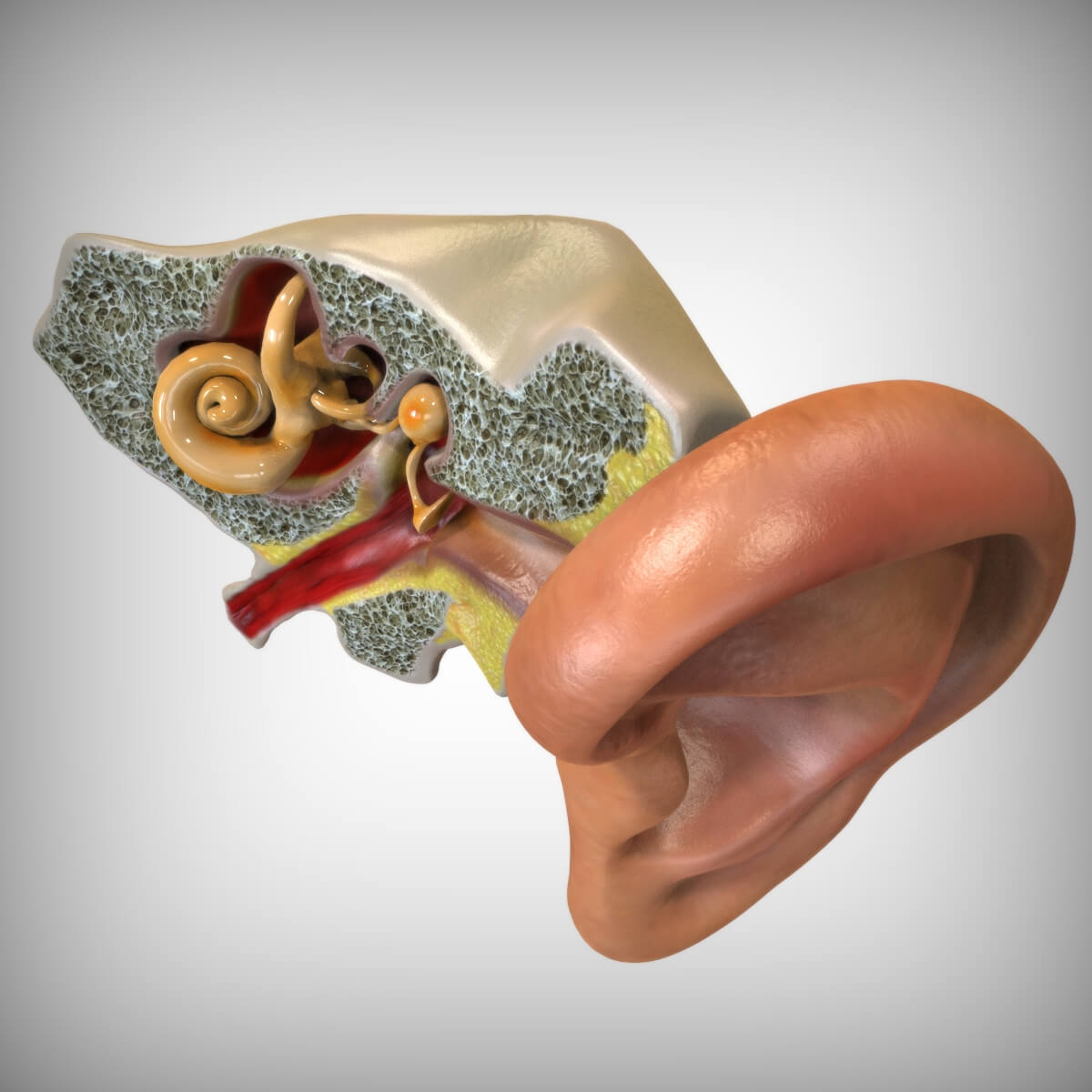 Human Ear Anatomy - 3D Model by AzulUtak