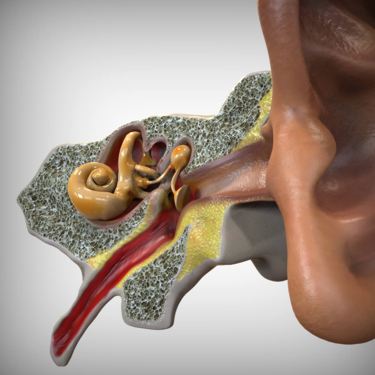 Human Ear Anatomy - 3D Model by AzulUtak
