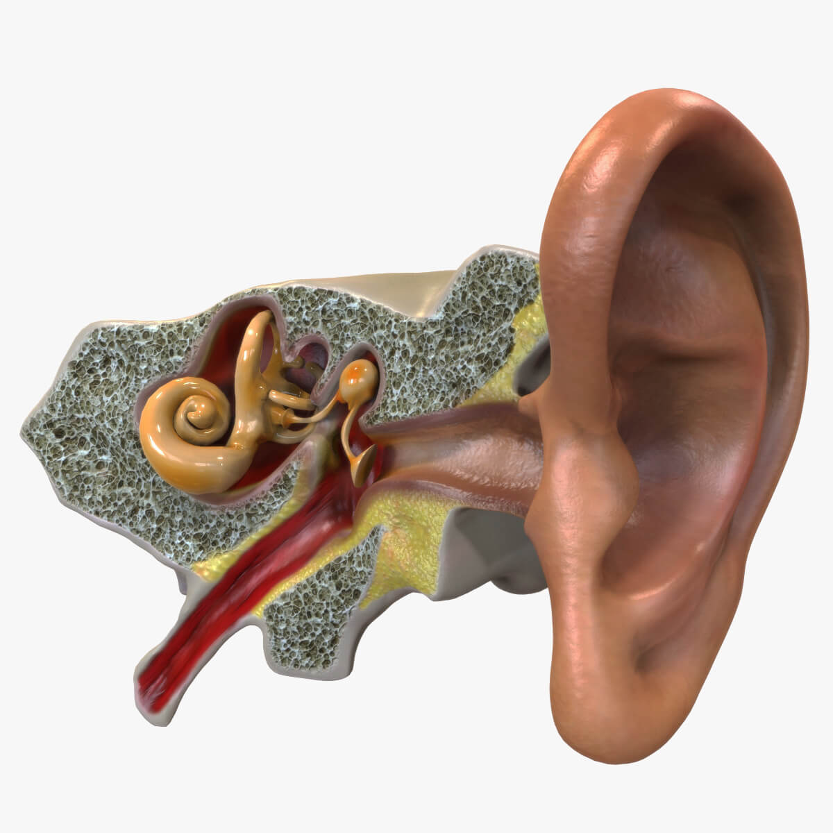 Human Ear Anatomy - 3D Model by AzulUtak