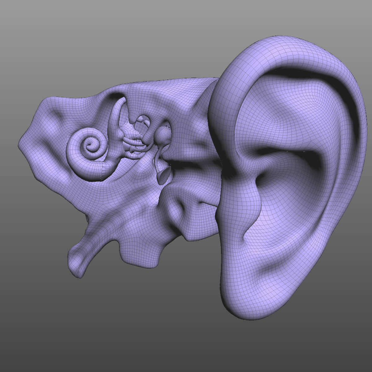 Human Ear Anatomy - 3D Model by AzulUtak