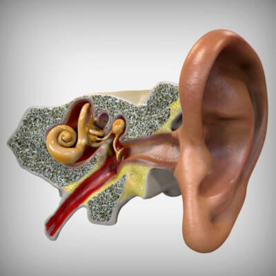 Human Ear Anatomy - 3D Model by AzulUtak