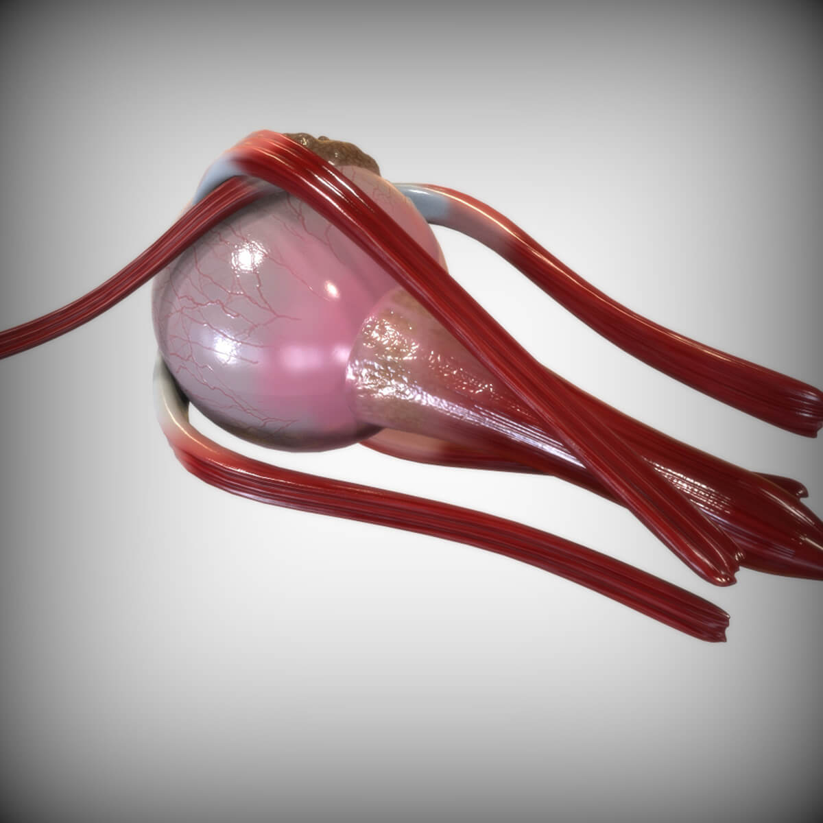 Human Eye in Green Pigment - 3D Model by AzulUtak