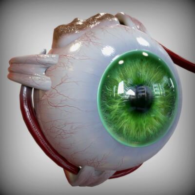 Human Eye in Green Pigment - 3D Model by AzulUtak