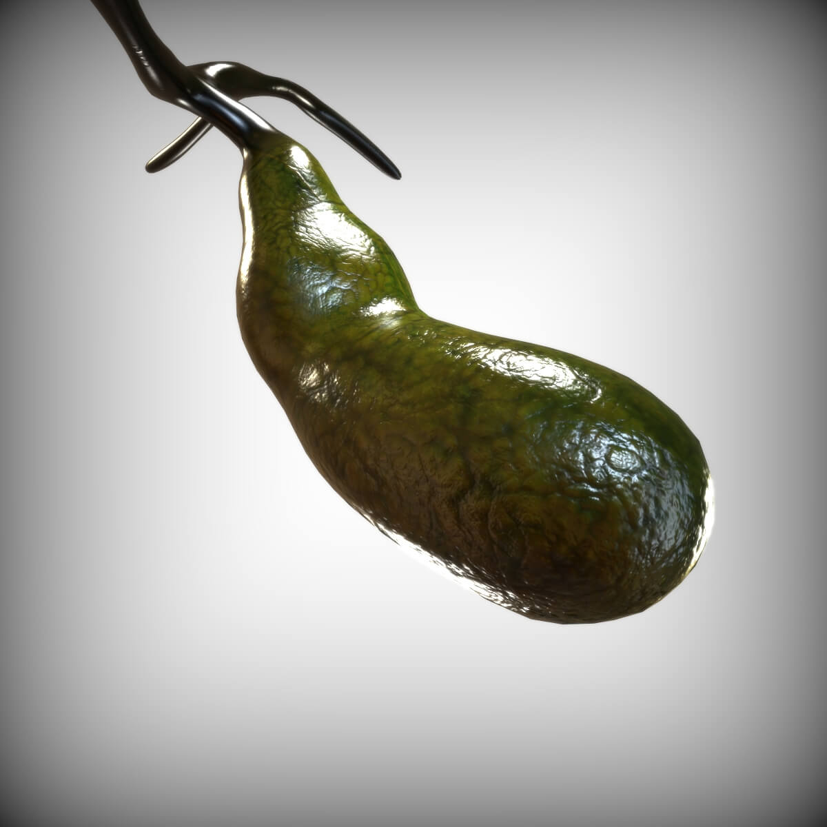 Human Gallbladder - 3D Model by AzulUtak