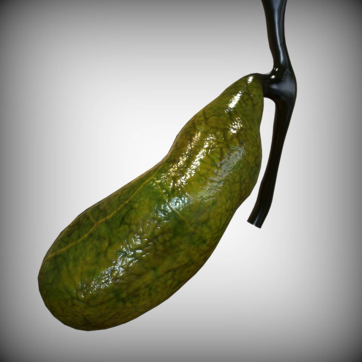 Human Gallbladder - 3D Model by AzulUtak