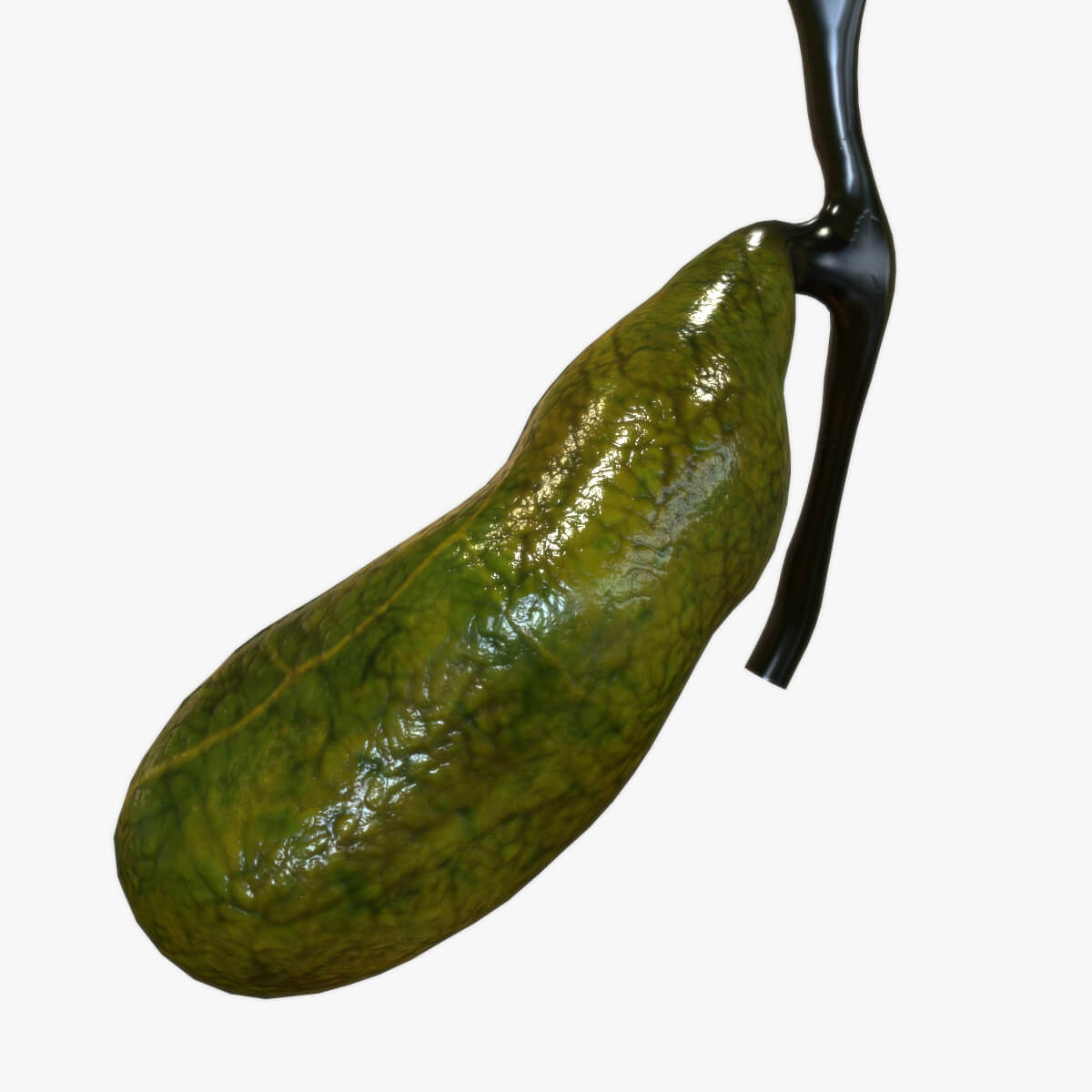 Human Gallbladder - 3D Model by AzulUtak