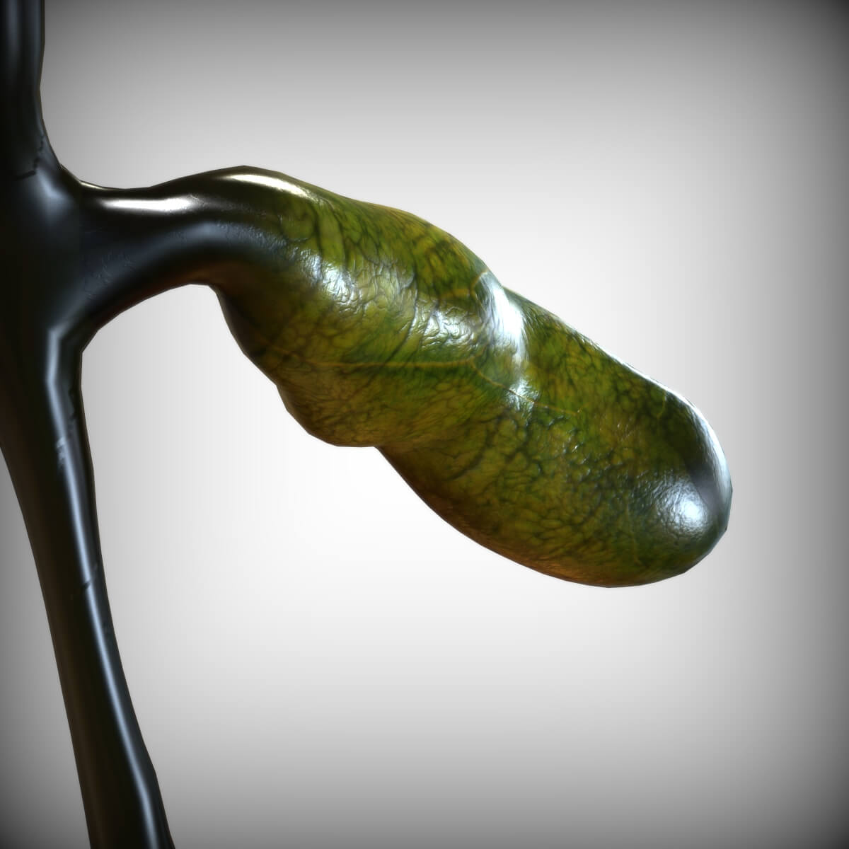 Human Gallbladder - 3D Model by AzulUtak