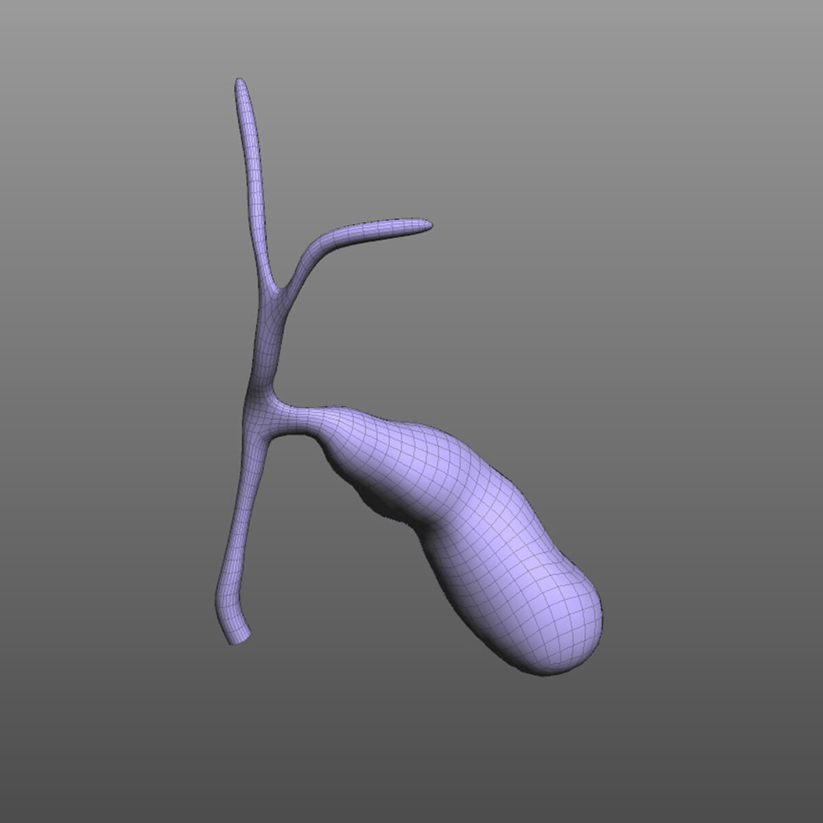 Human Gallbladder - 3D Model by AzulUtak