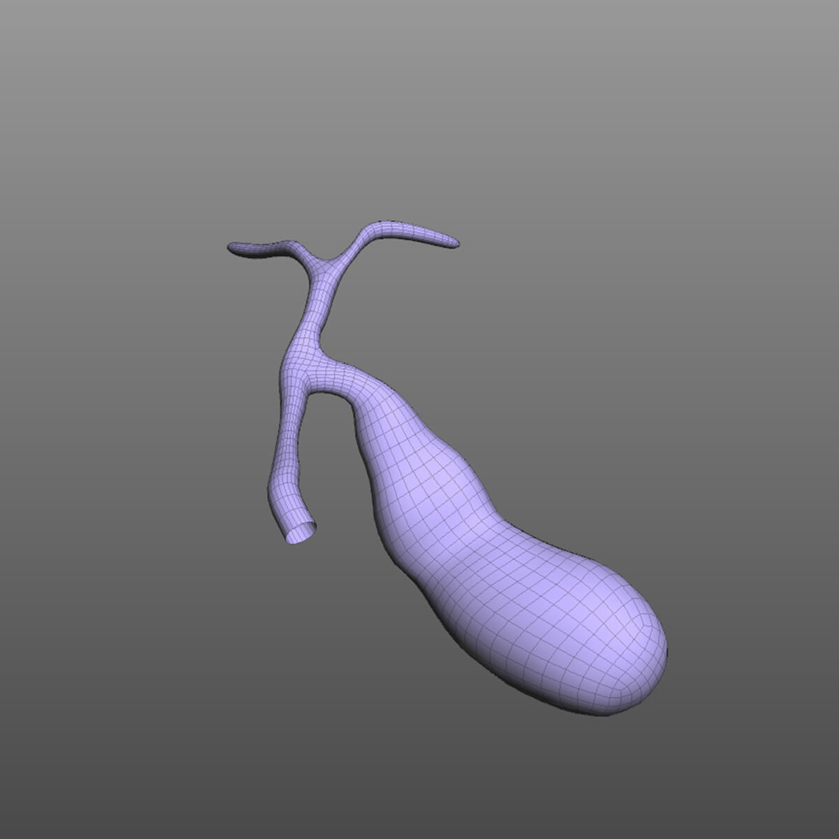 Human Gallbladder - 3D Model by AzulUtak