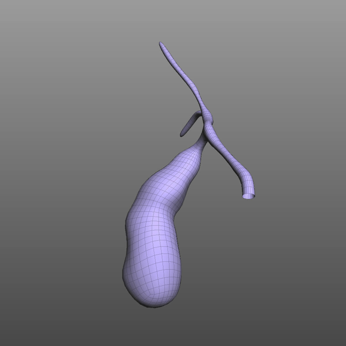 Human Gallbladder - 3D Model by AzulUtak