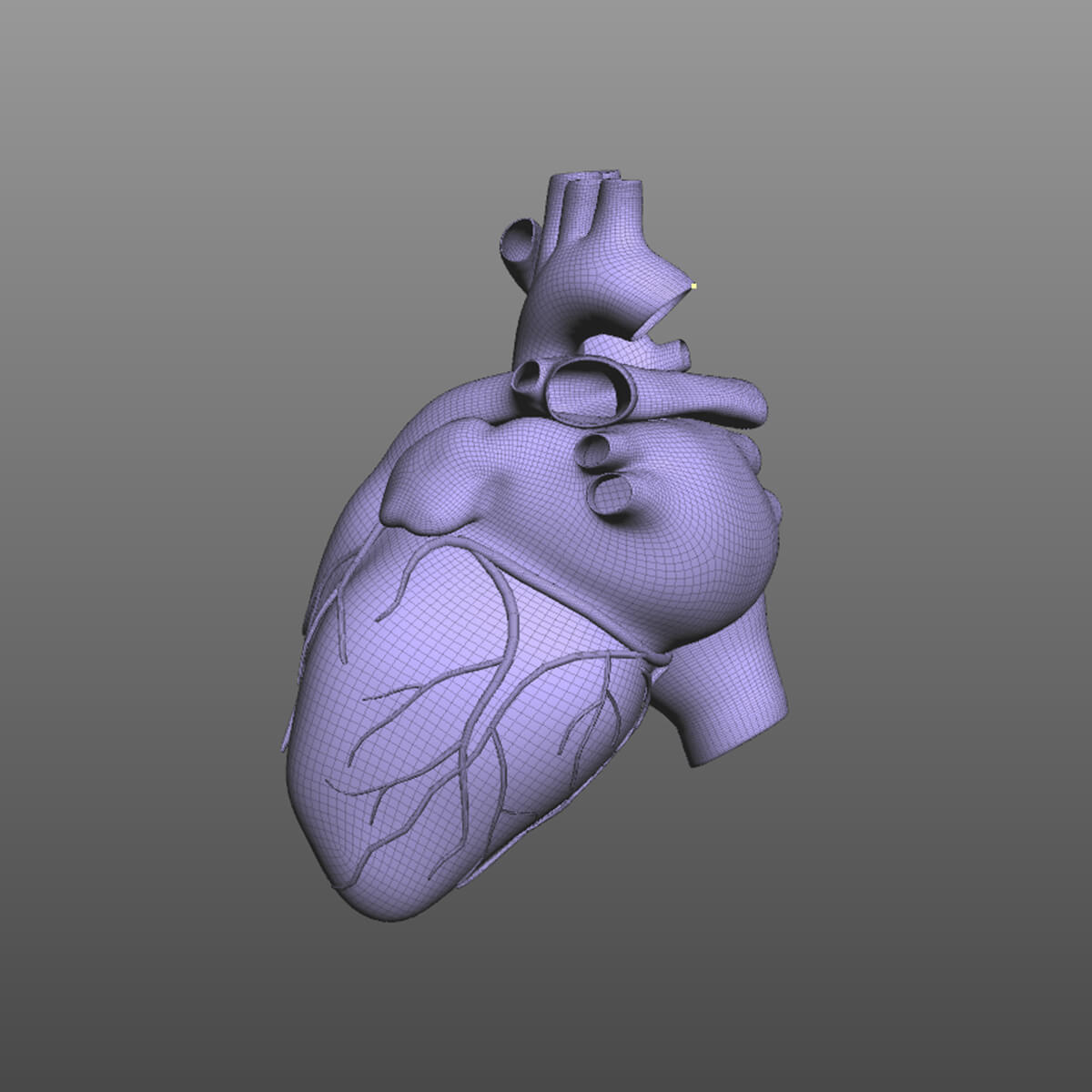 Human Heart Model by AzulUtak