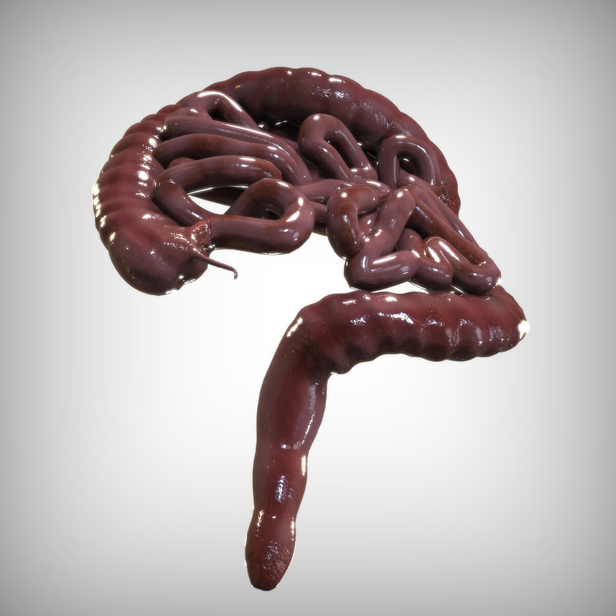 Human Intestine - 3D Model by AzulUtak