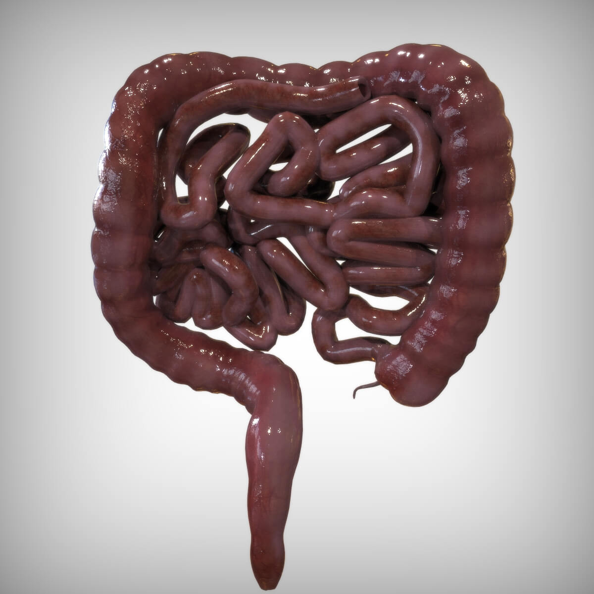 Human Intestine - 3D Model by AzulUtak