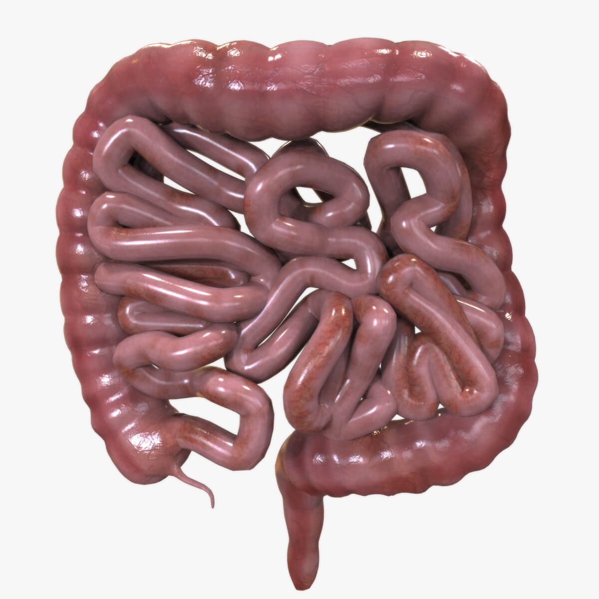 Human Intestine - 3D Model by AzulUtak