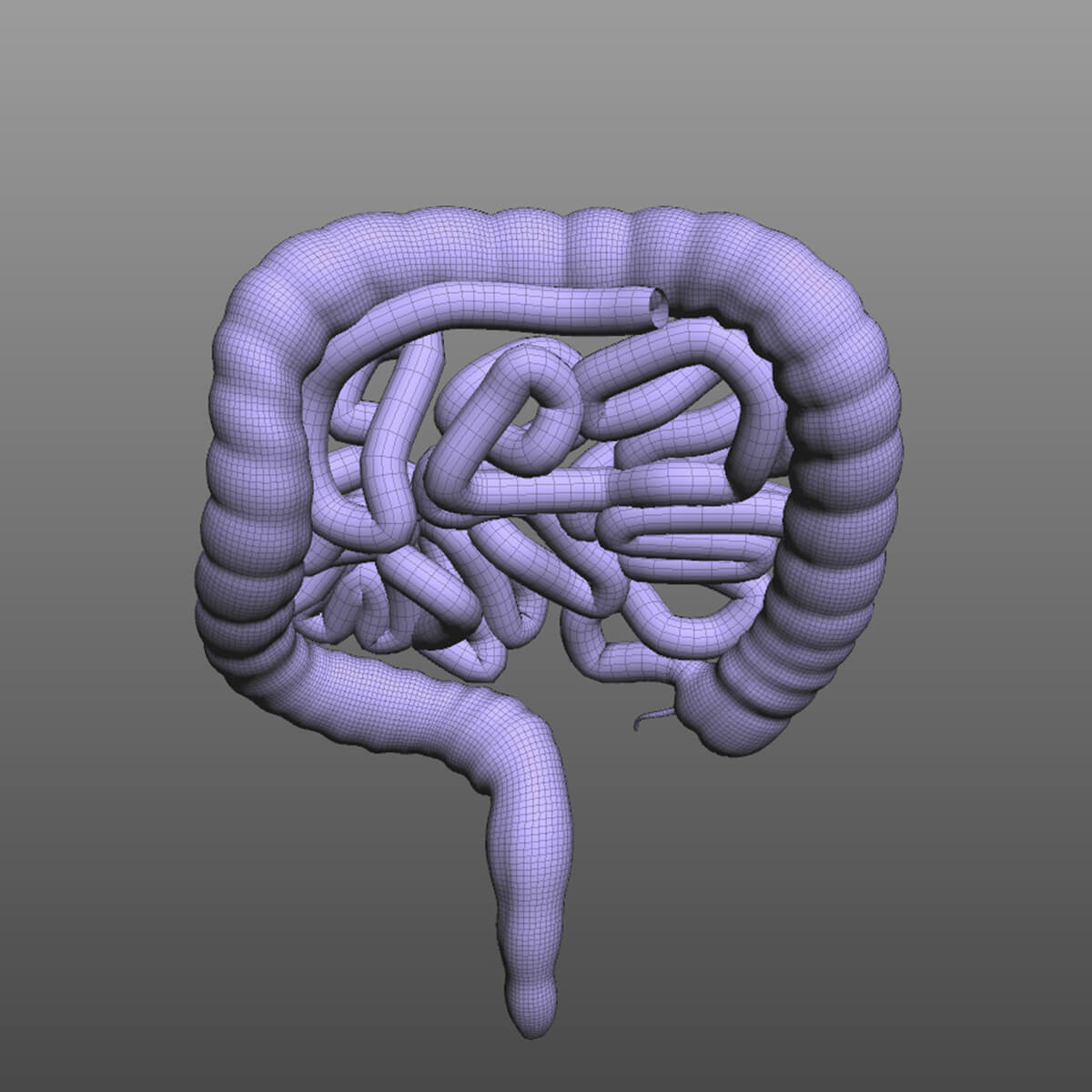 Human Intestine - 3D Model by AzulUtak