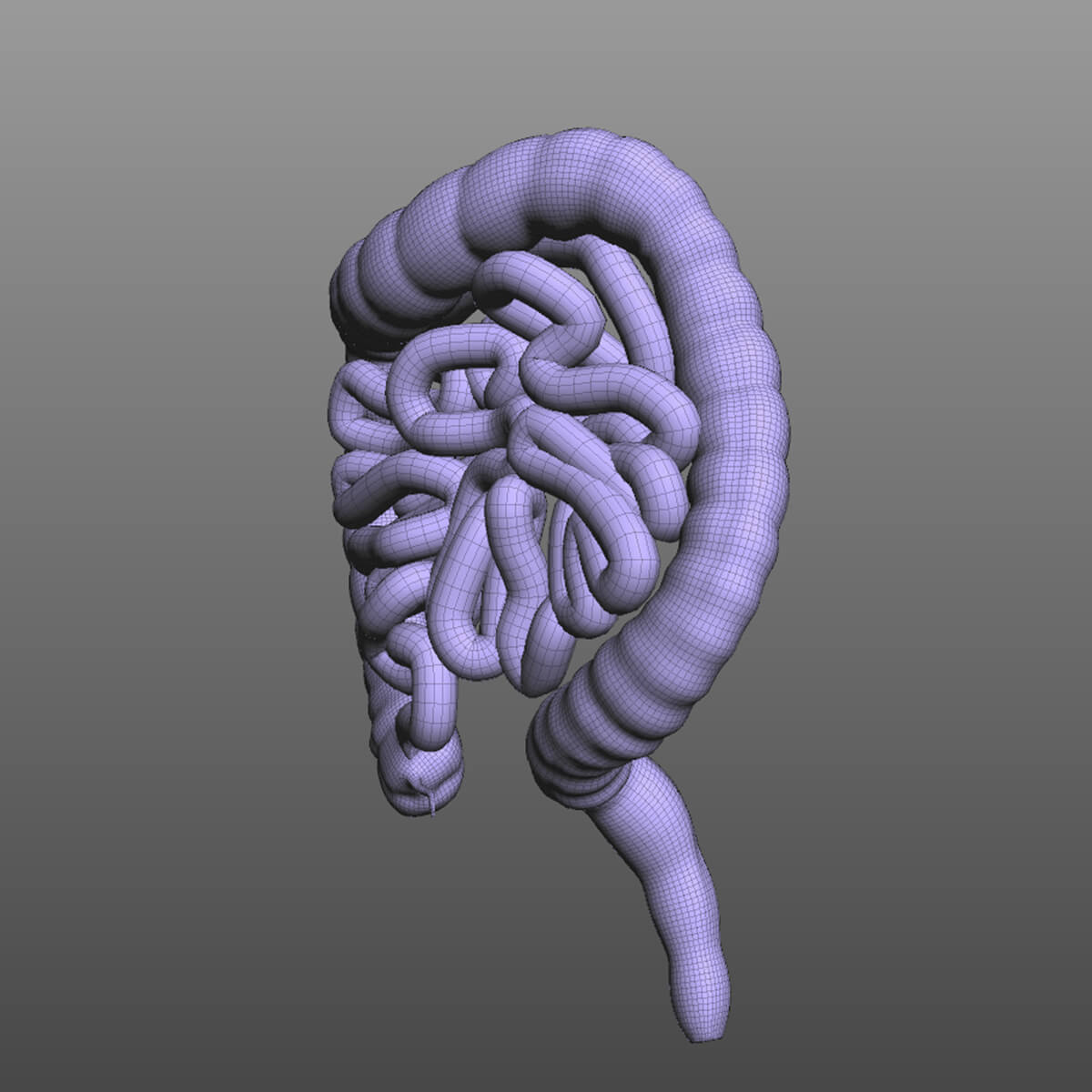 Human Intestine - 3D Model by AzulUtak