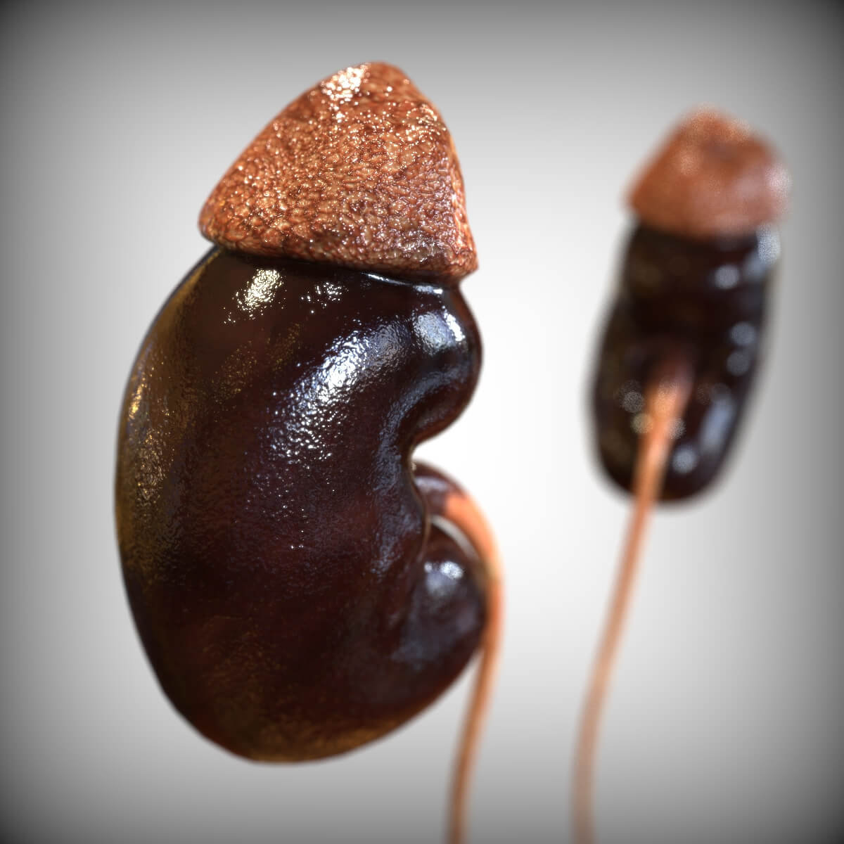 Human Kidney - 3D Model by AzulUtak