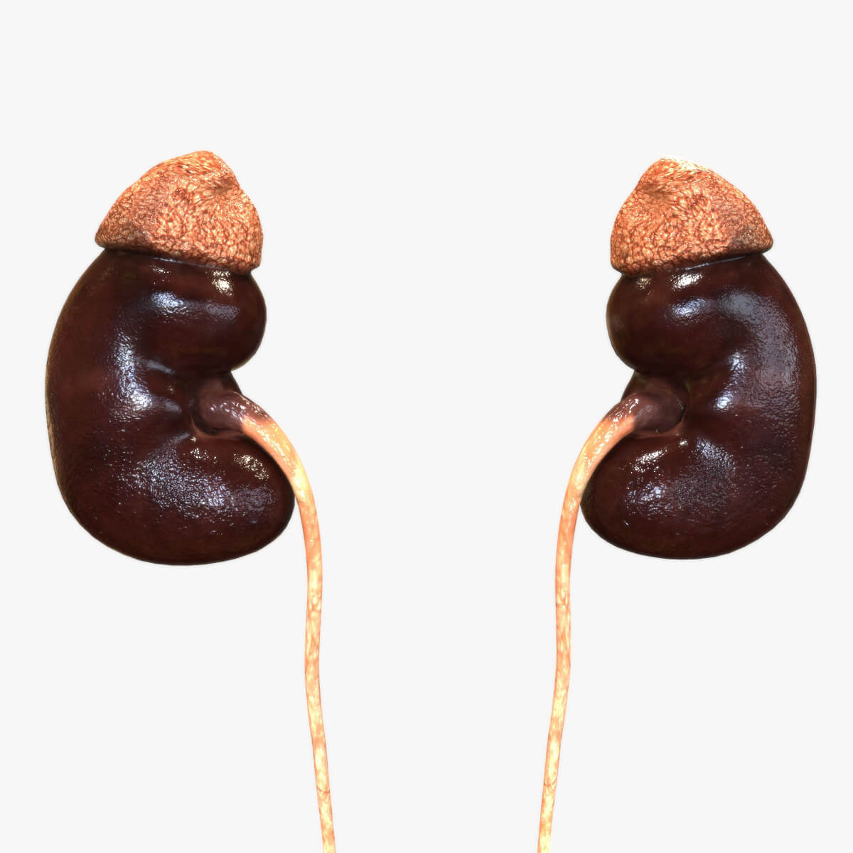 Human Kidney - 3D Model by AzulUtak