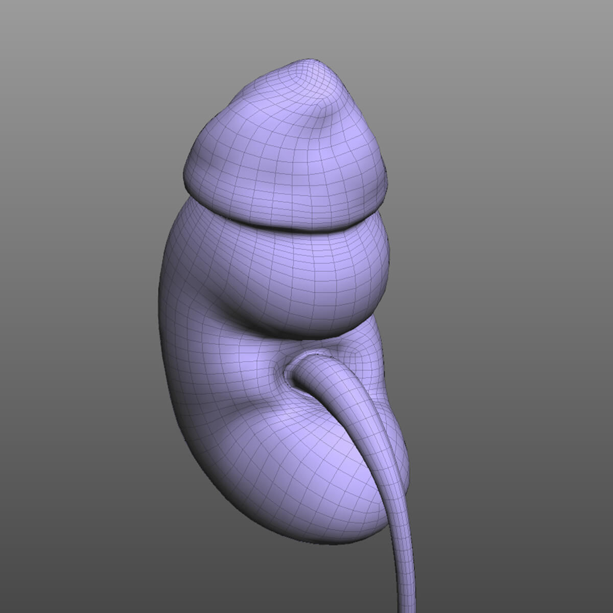 Human Kidney - 3D Model by AzulUtak