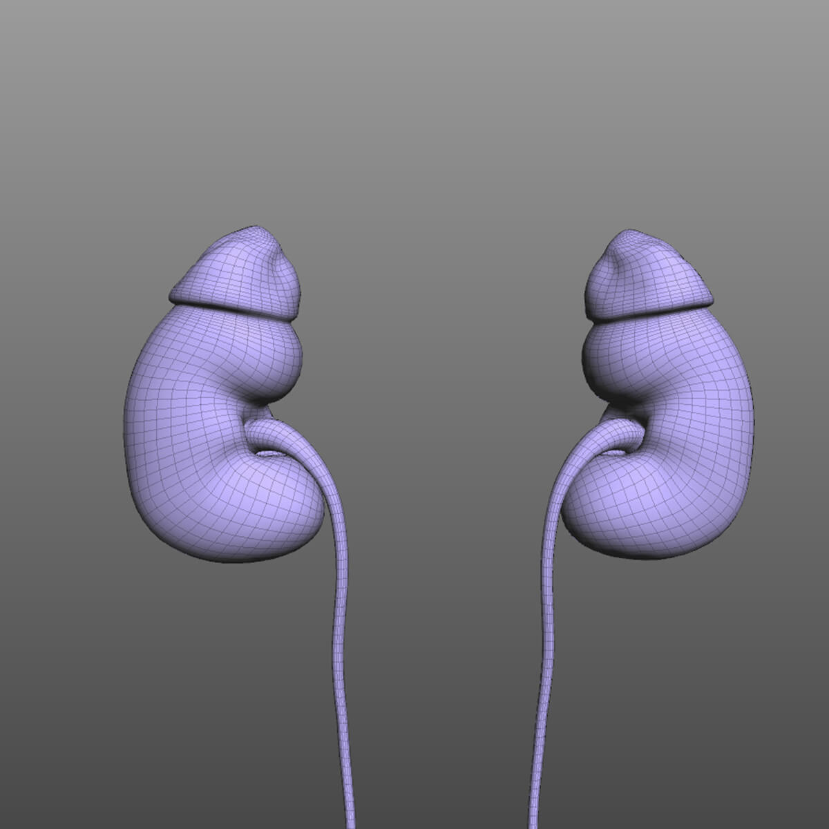 Human Kidney - 3D Model by AzulUtak