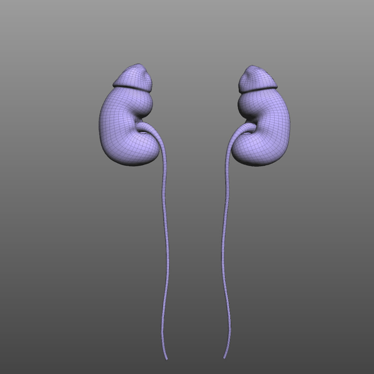 Human Kidney - 3D Model by AzulUtak