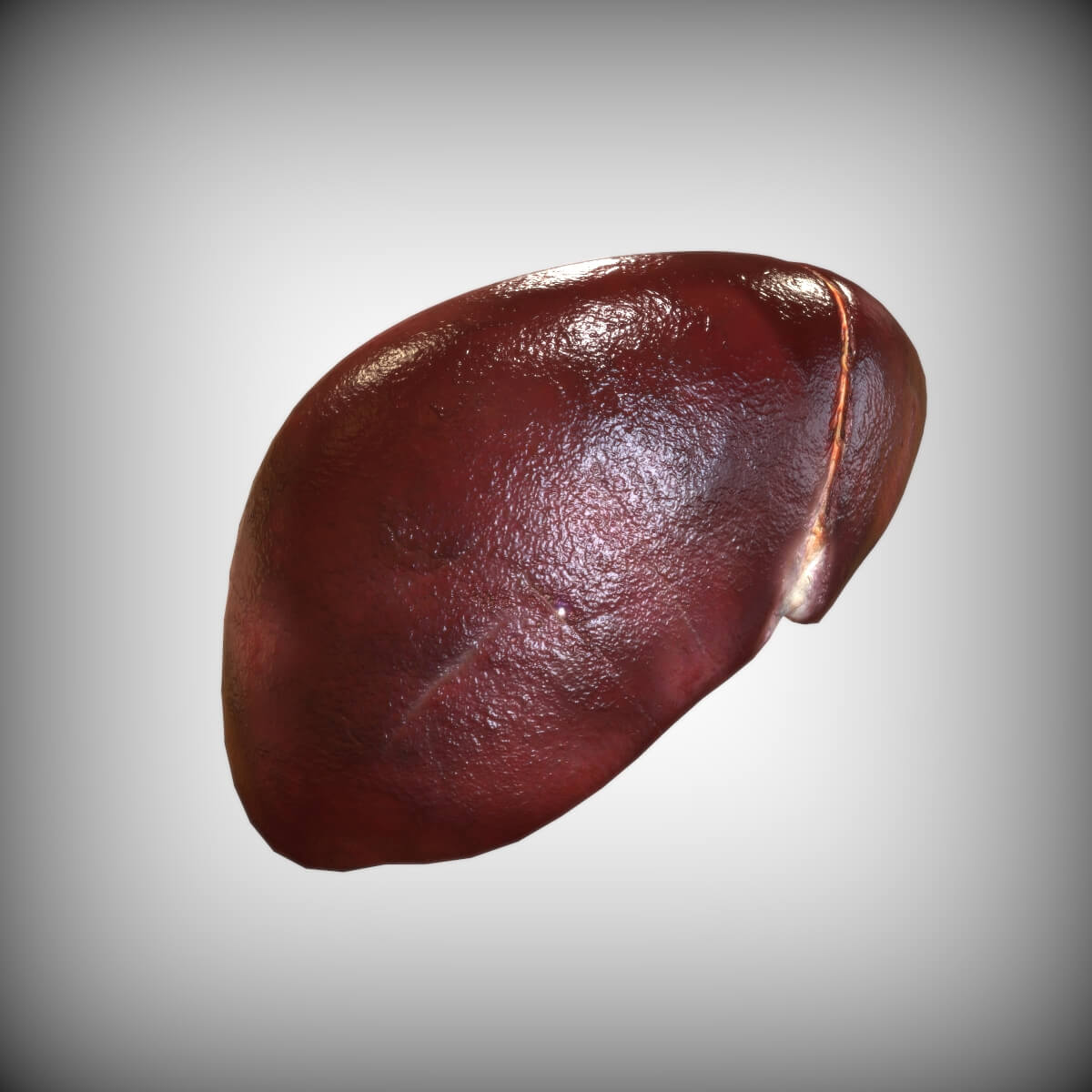 Human Liver Cutaway - 3D Model by AzulUtak