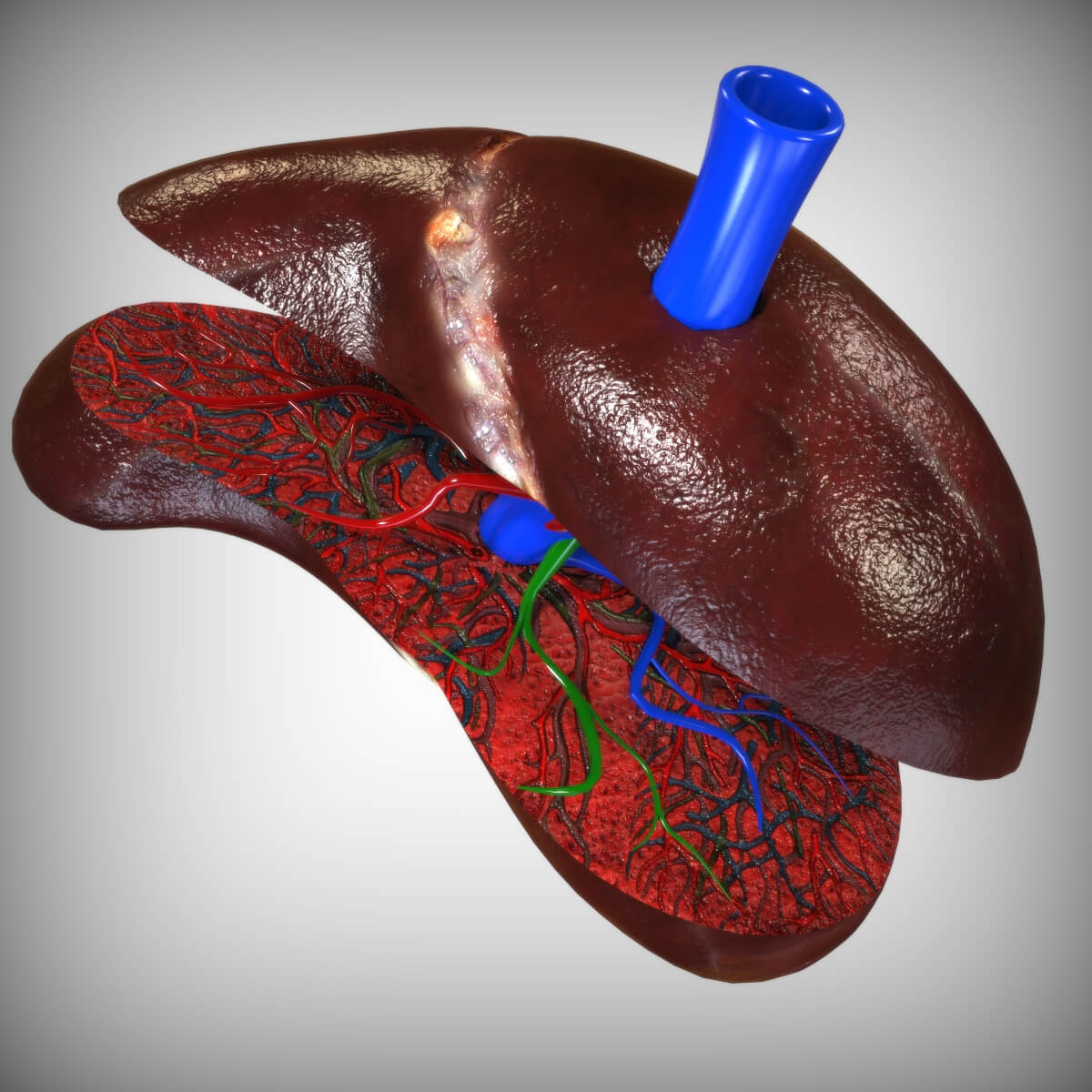 Human Liver Cutaway - 3D Model by AzulUtak
