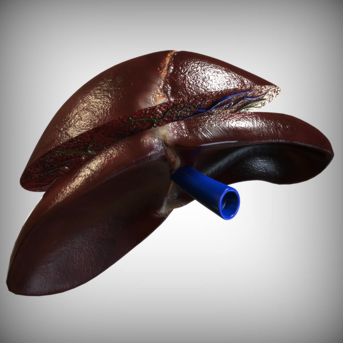 Human Liver Cutaway - 3D Model by AzulUtak