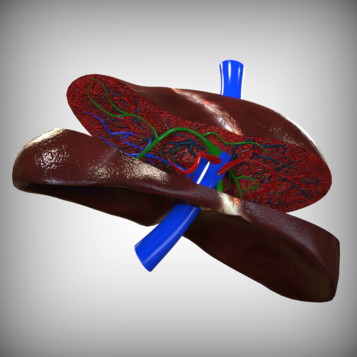 Human Liver Cutaway - 3D Model by AzulUtak