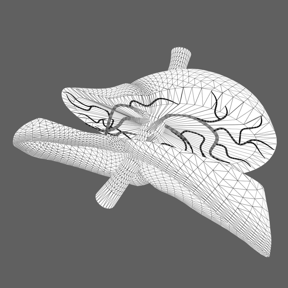 Human Liver Cutaway - 3D Model by AzulUtak