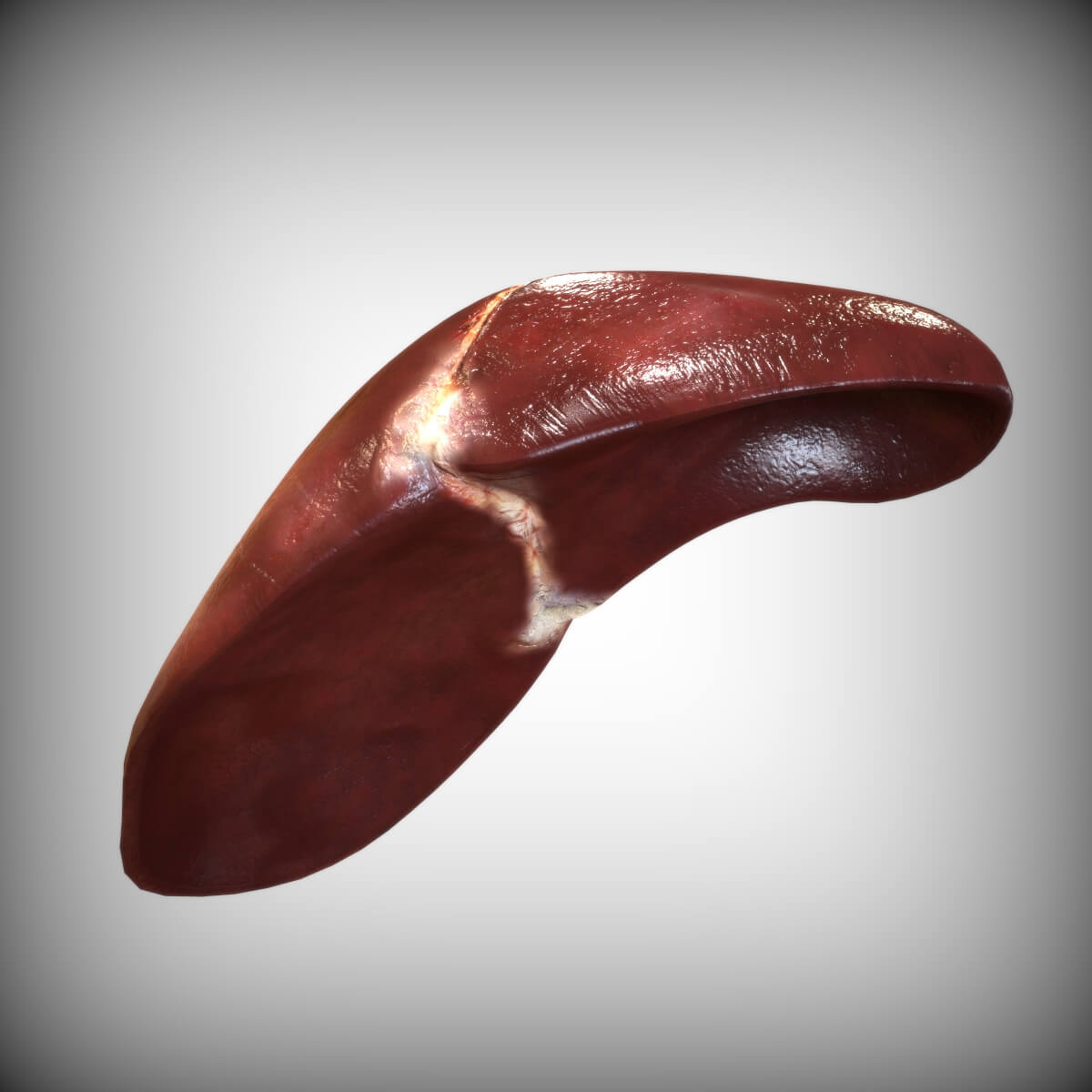 Human Liver Model by AzulUtak