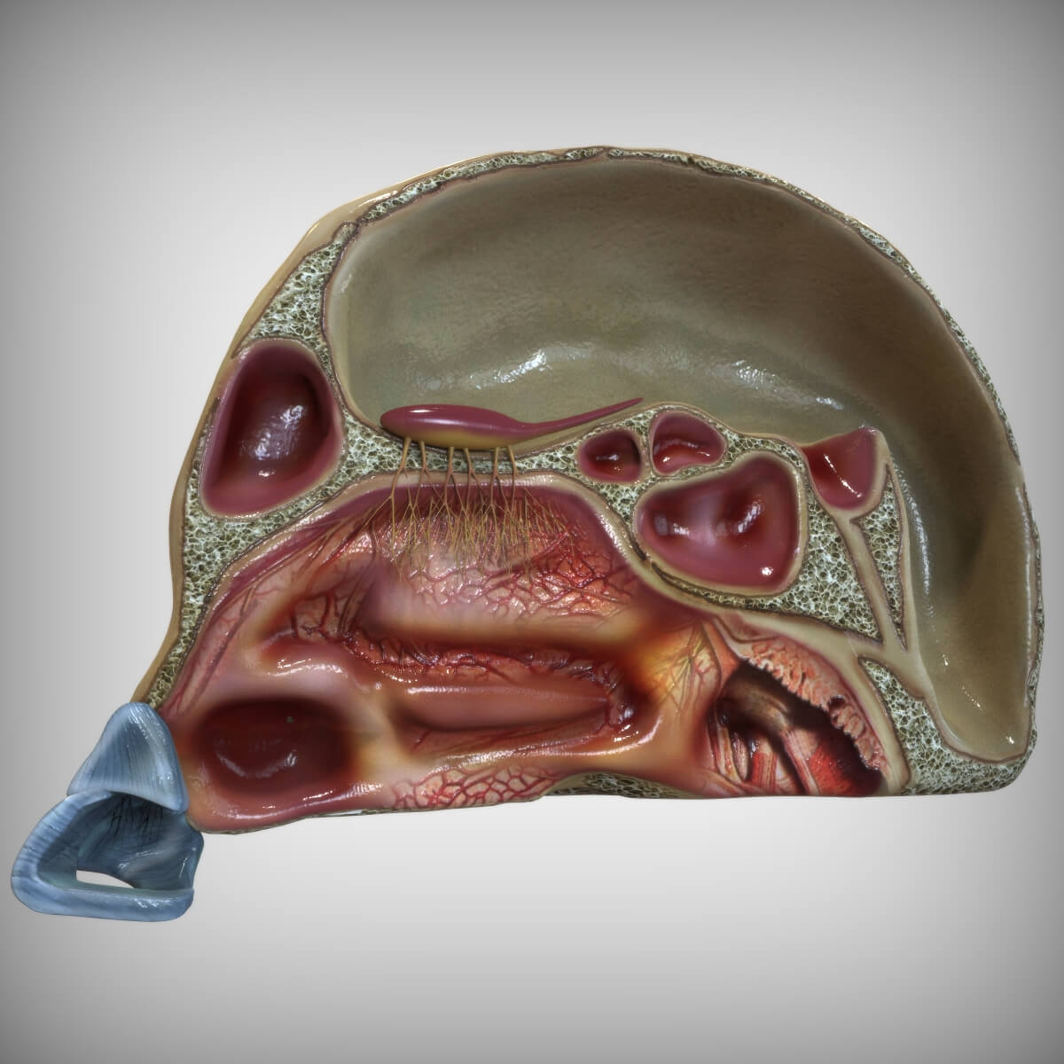 Human Nose Anatomy - 3D Model by AzulUtak