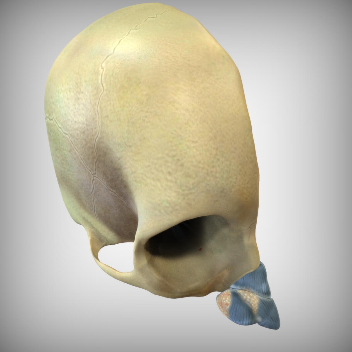 Human Nose Anatomy - 3D Model by AzulUtak