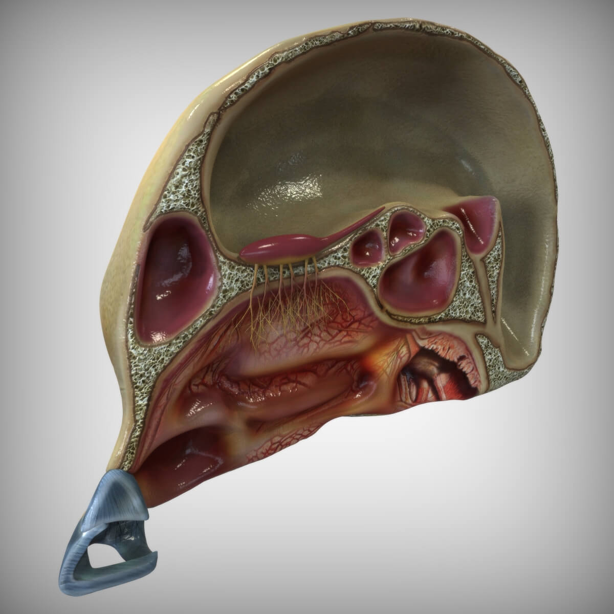 Human Nose Anatomy - 3D Model by AzulUtak