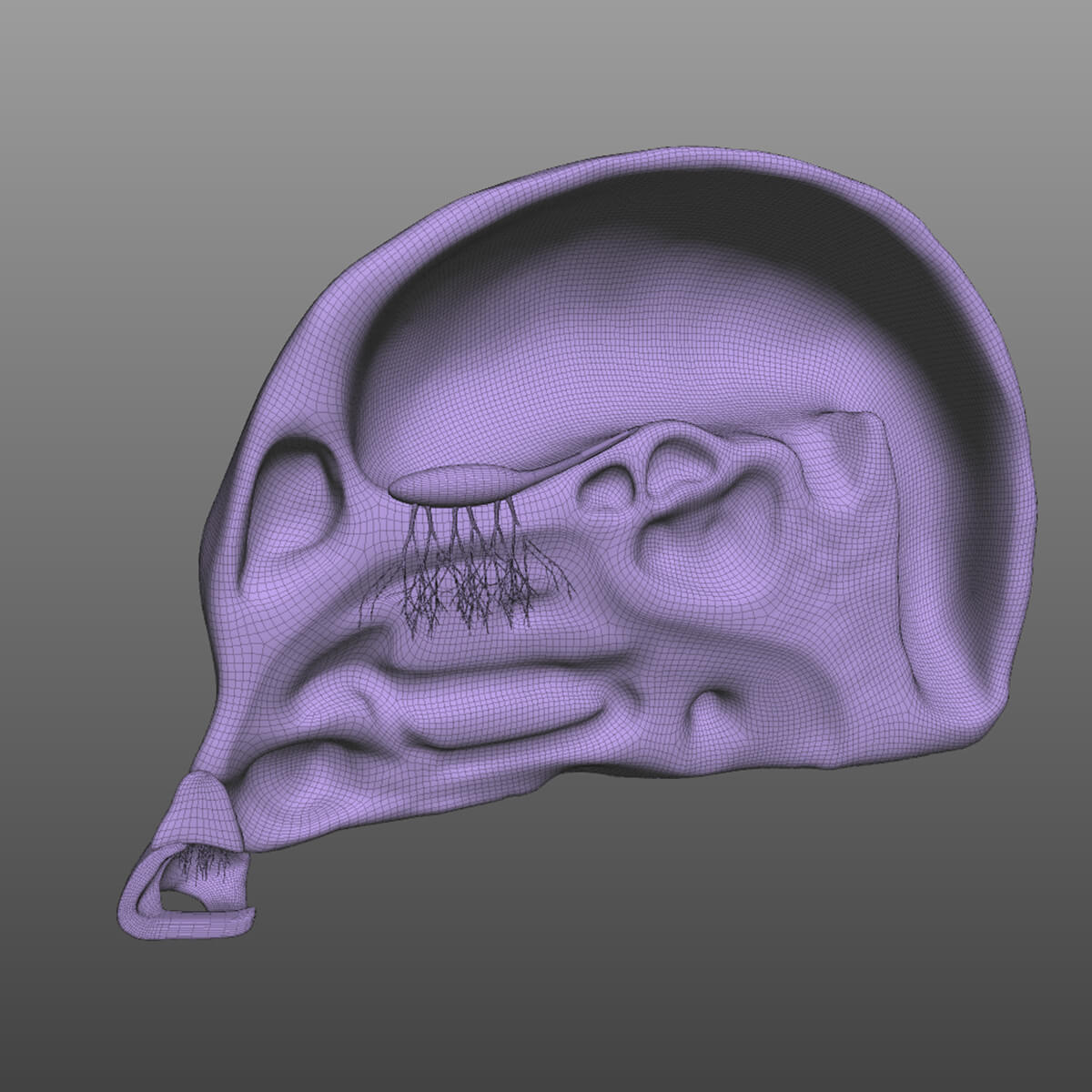 Human Nose Anatomy - 3D Model by AzulUtak