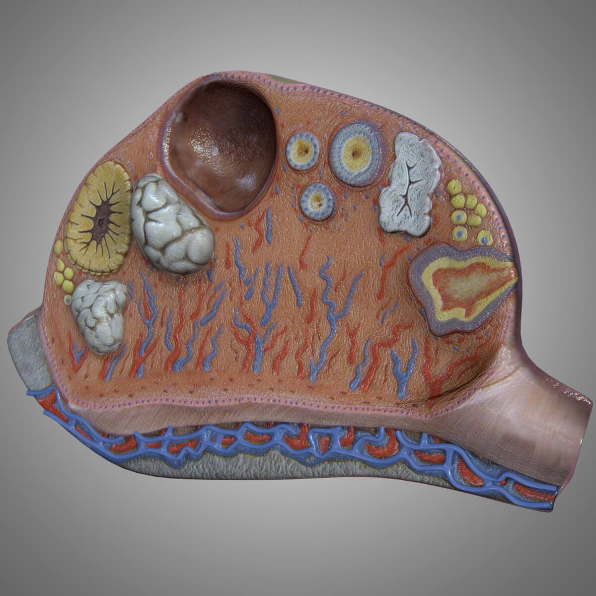 Human Ovary Anatomy - 3D Model by AzulUtak