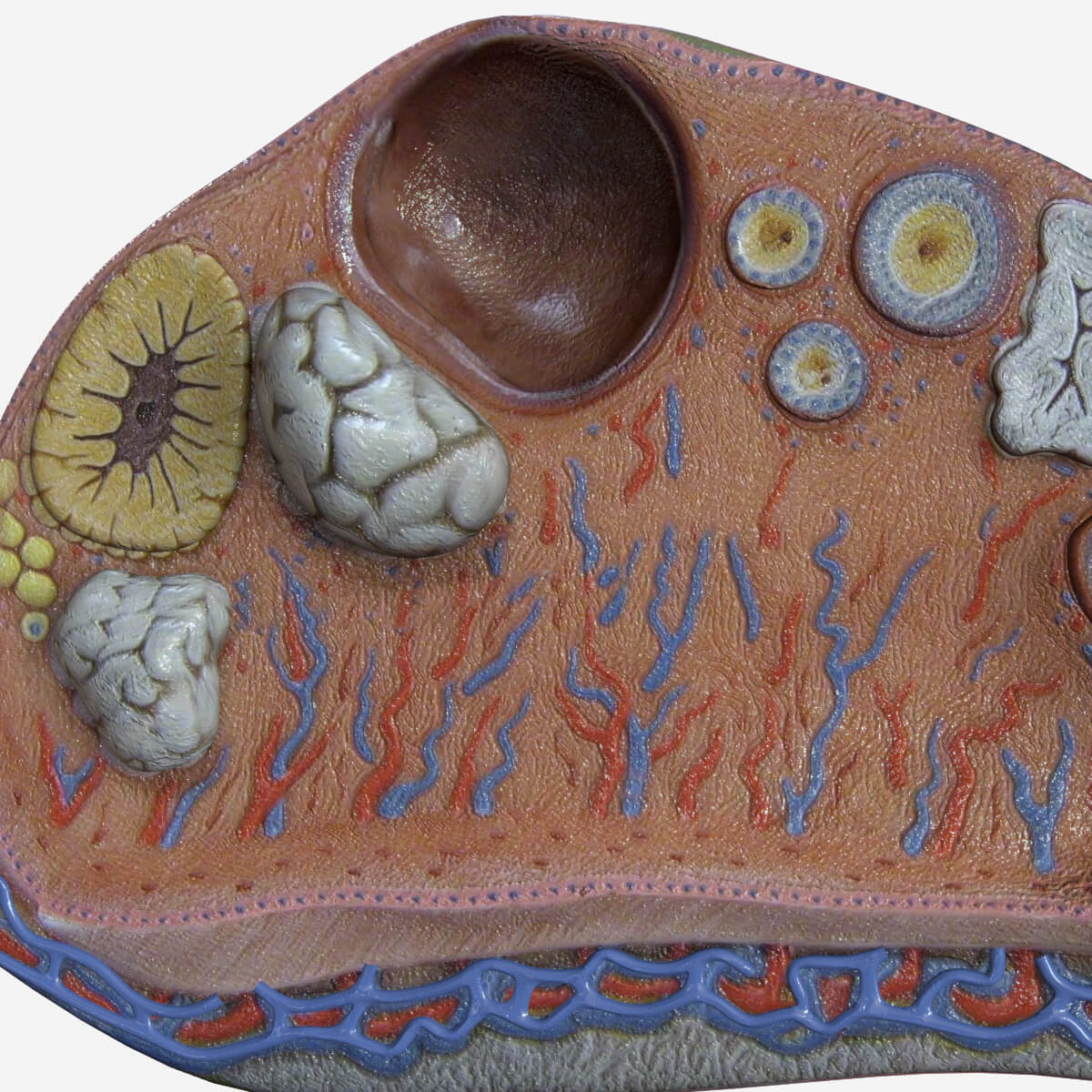 Human Ovary Anatomy - 3D Model by AzulUtak