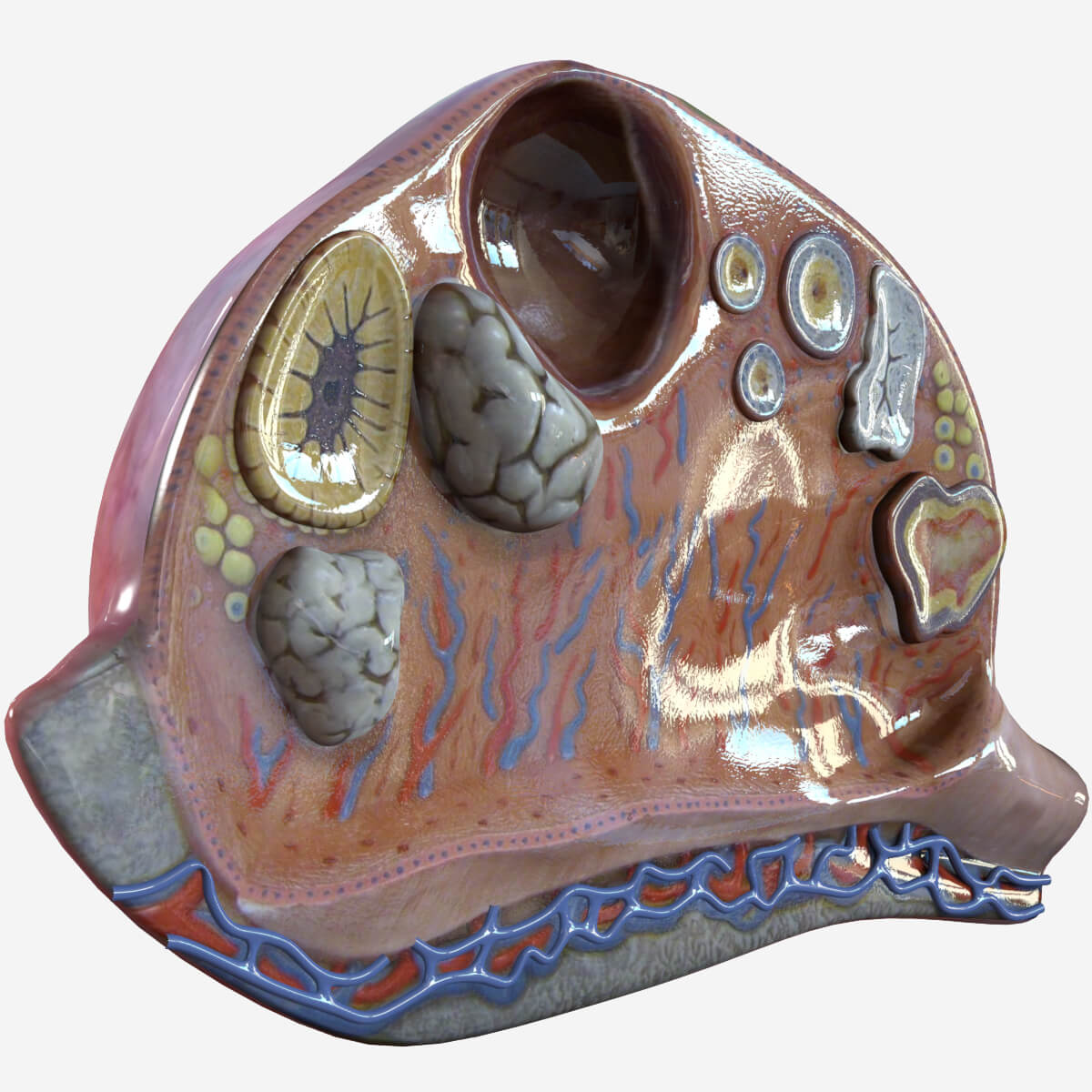 Human Ovary Anatomy - 3D Model by AzulUtak