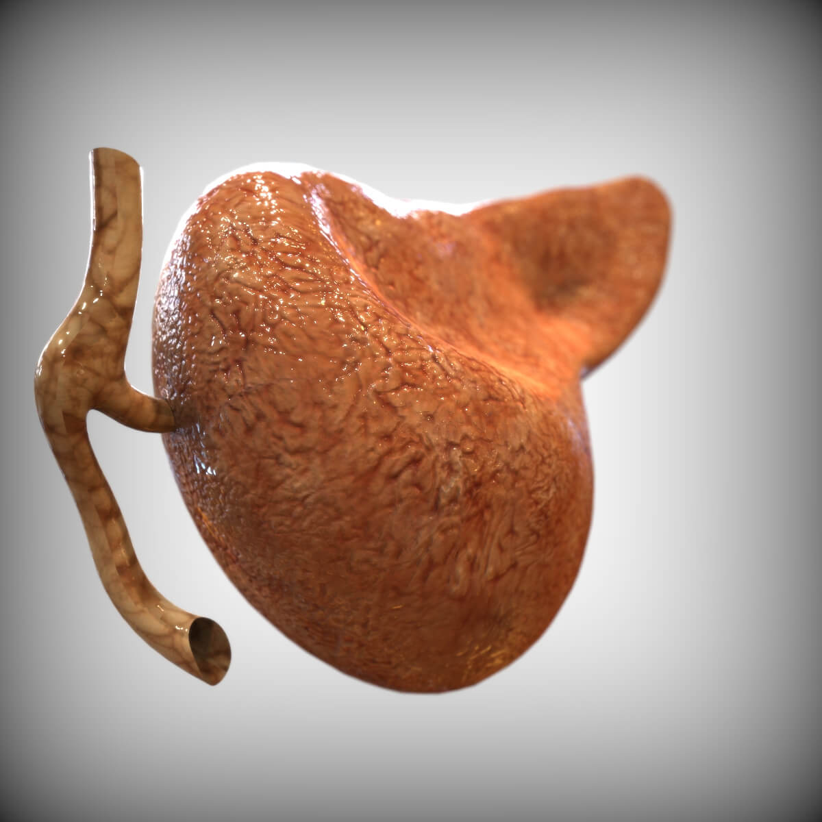Human Pancreas - 3D Model by AzulUtak