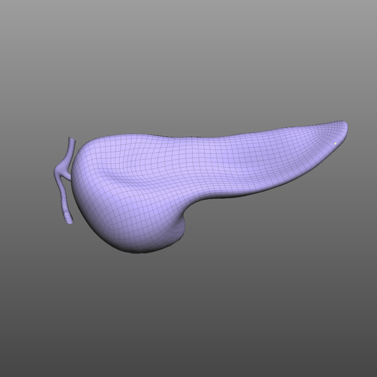 Human Pancreas - 3D Model by AzulUtak