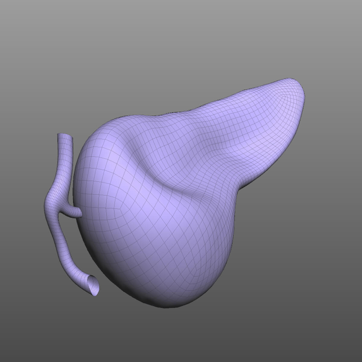 Human Pancreas - 3D Model by AzulUtak