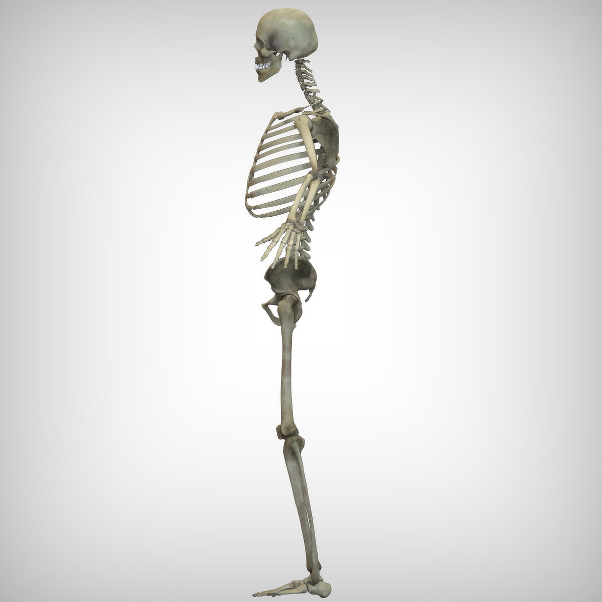 Human Skeletal System - 3D Model by AzulUtak