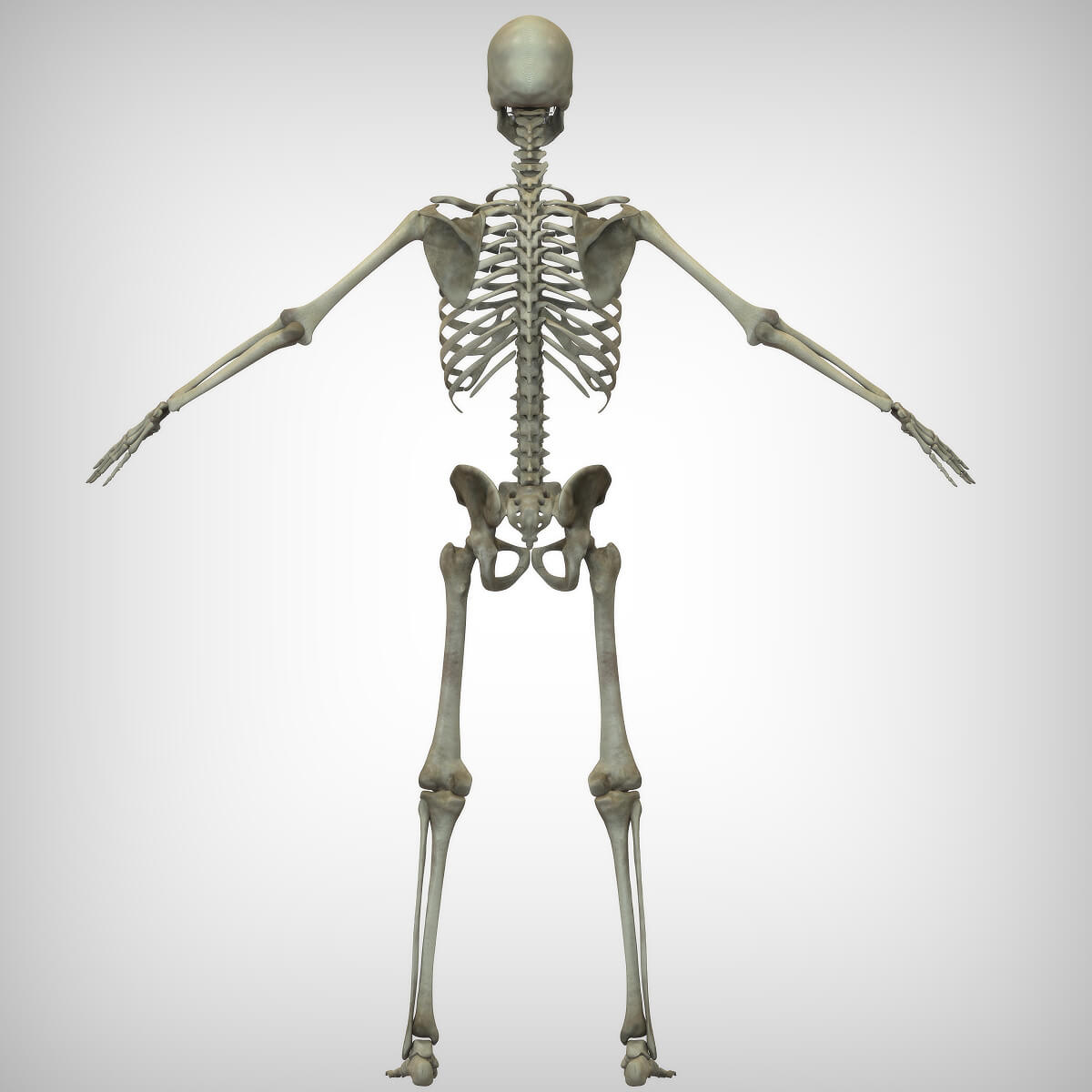 Human Skeletal System - 3D Model by AzulUtak